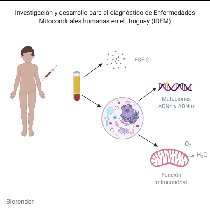 Enfermedades Mitocondriales, Experiencia en Uruguay - FUPIER.ORG - Fundación Uruguaya para la ...